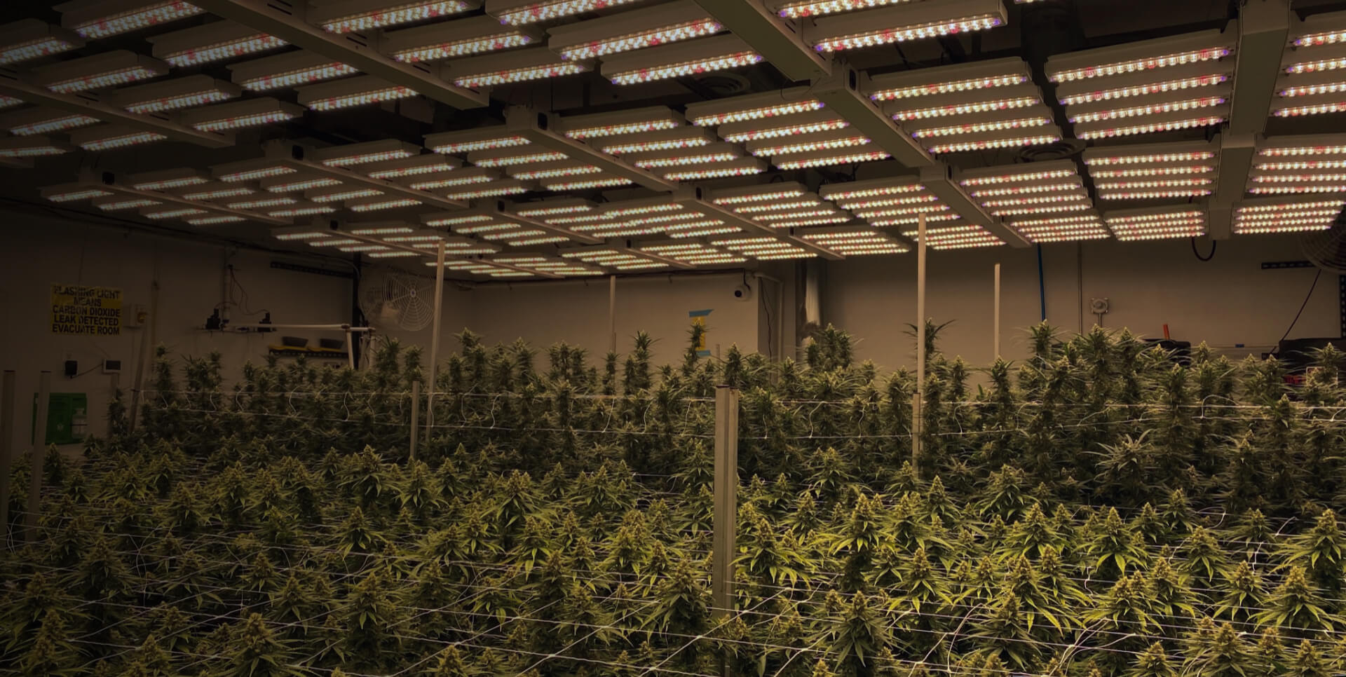 RapidGrow LED - Where technology and cultivation meet