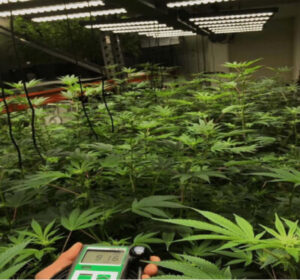 RapidGrow LED - Where technology and cultivation meet